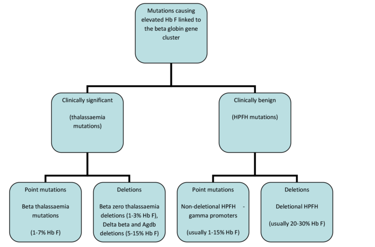 Is elevated fetal haemoglobin a cause for concern in antenatal ...